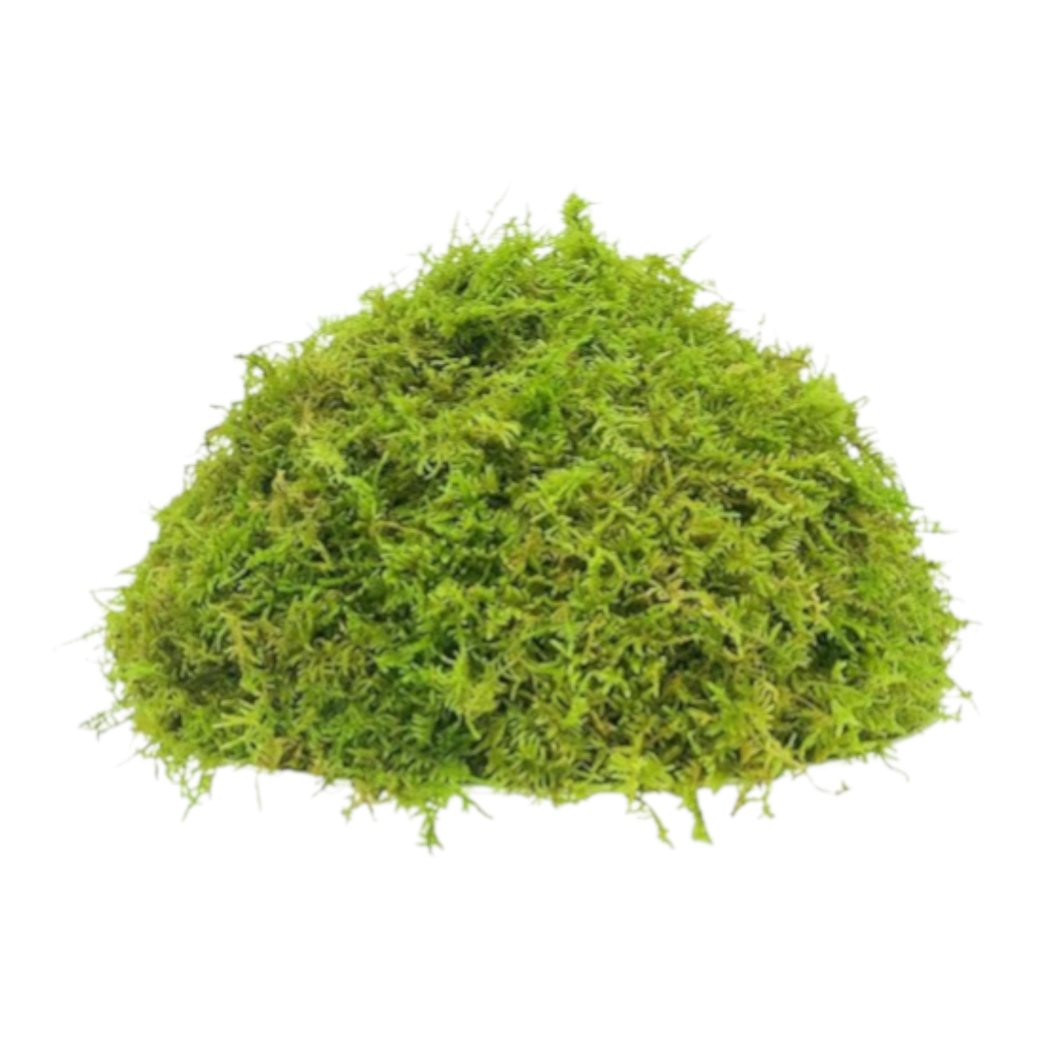 Fresh Sphagnum Moss for Hanging Baskets – Creation Horticulture